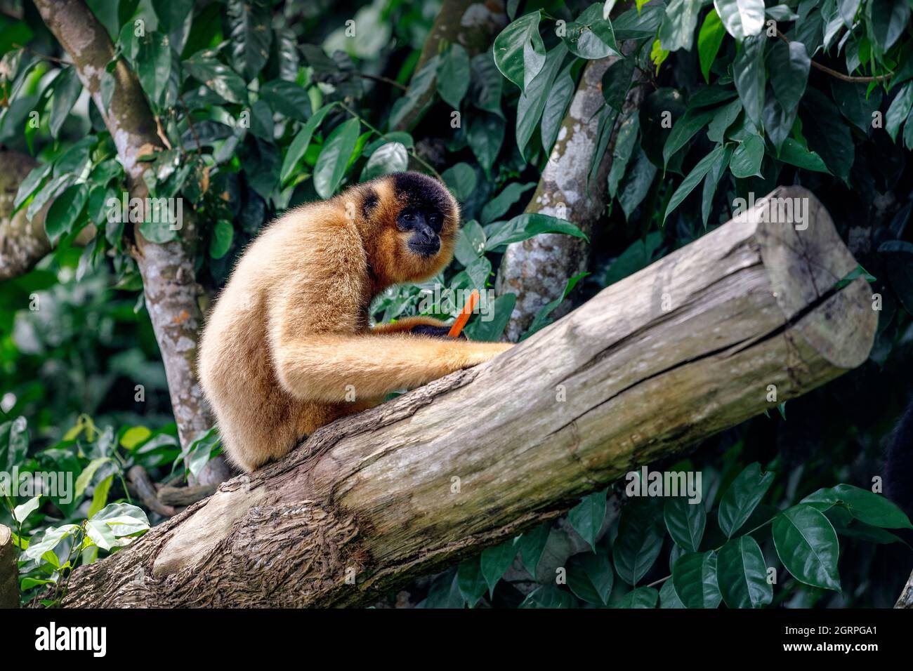 Night safari, singapore hi-res stock photography and images - Alamy