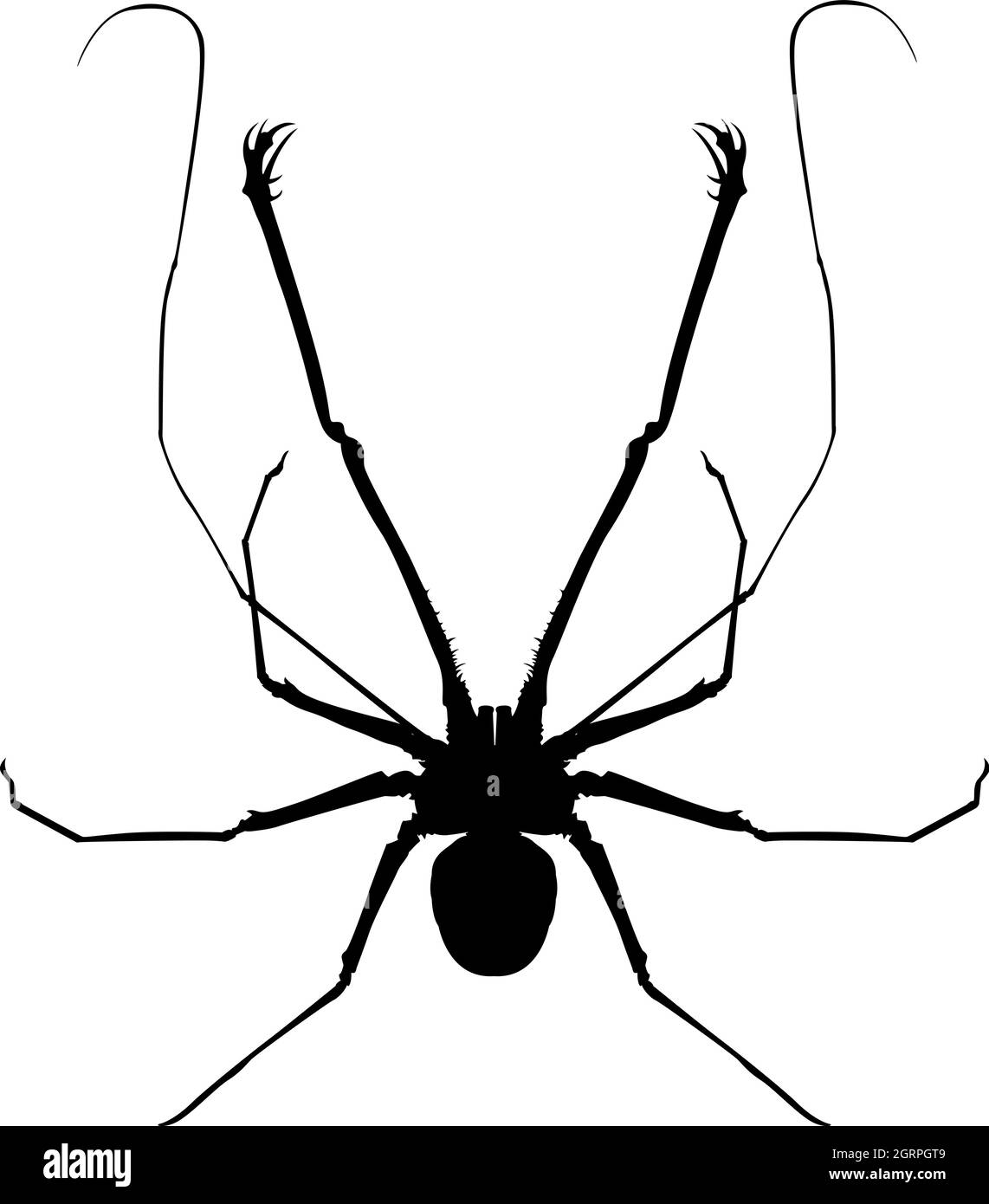 Spider with leaves Cut Out Stock Images & Pictures - Alamy