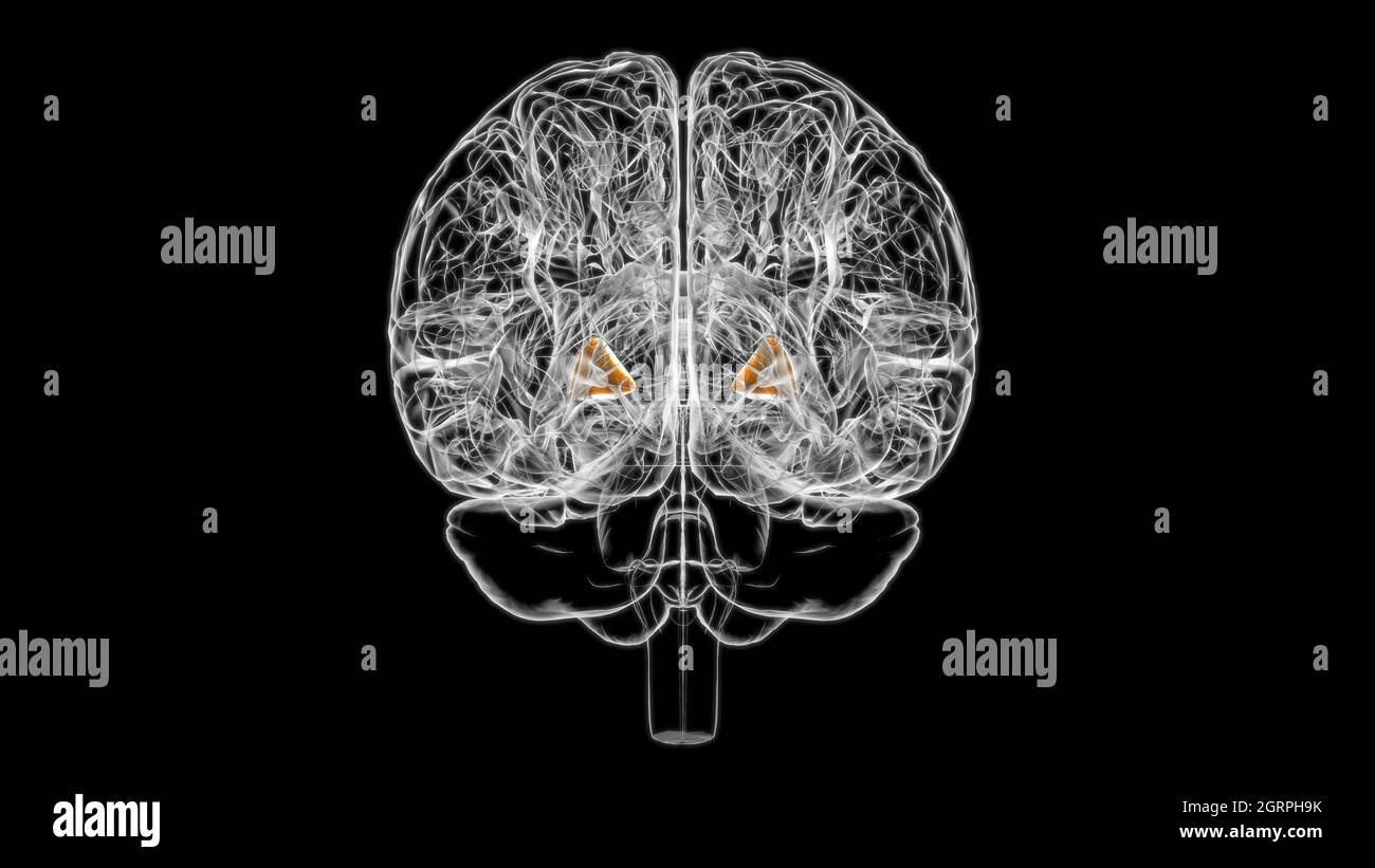 Brain globus pallidus Anatomy For Medical Concept 3D Illustration Stock ...