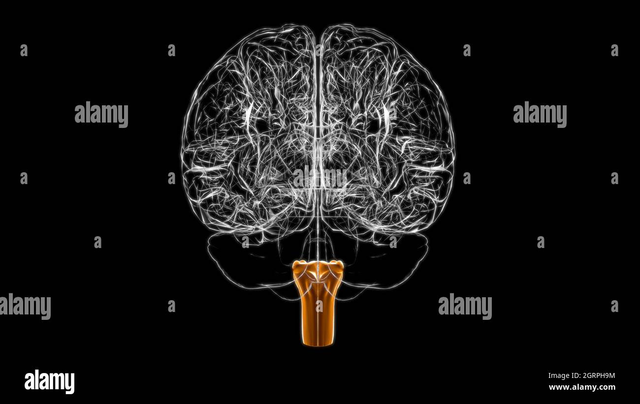 Brain Medulla oblongata Anatomy For Medical Concept 3D Illustration ...