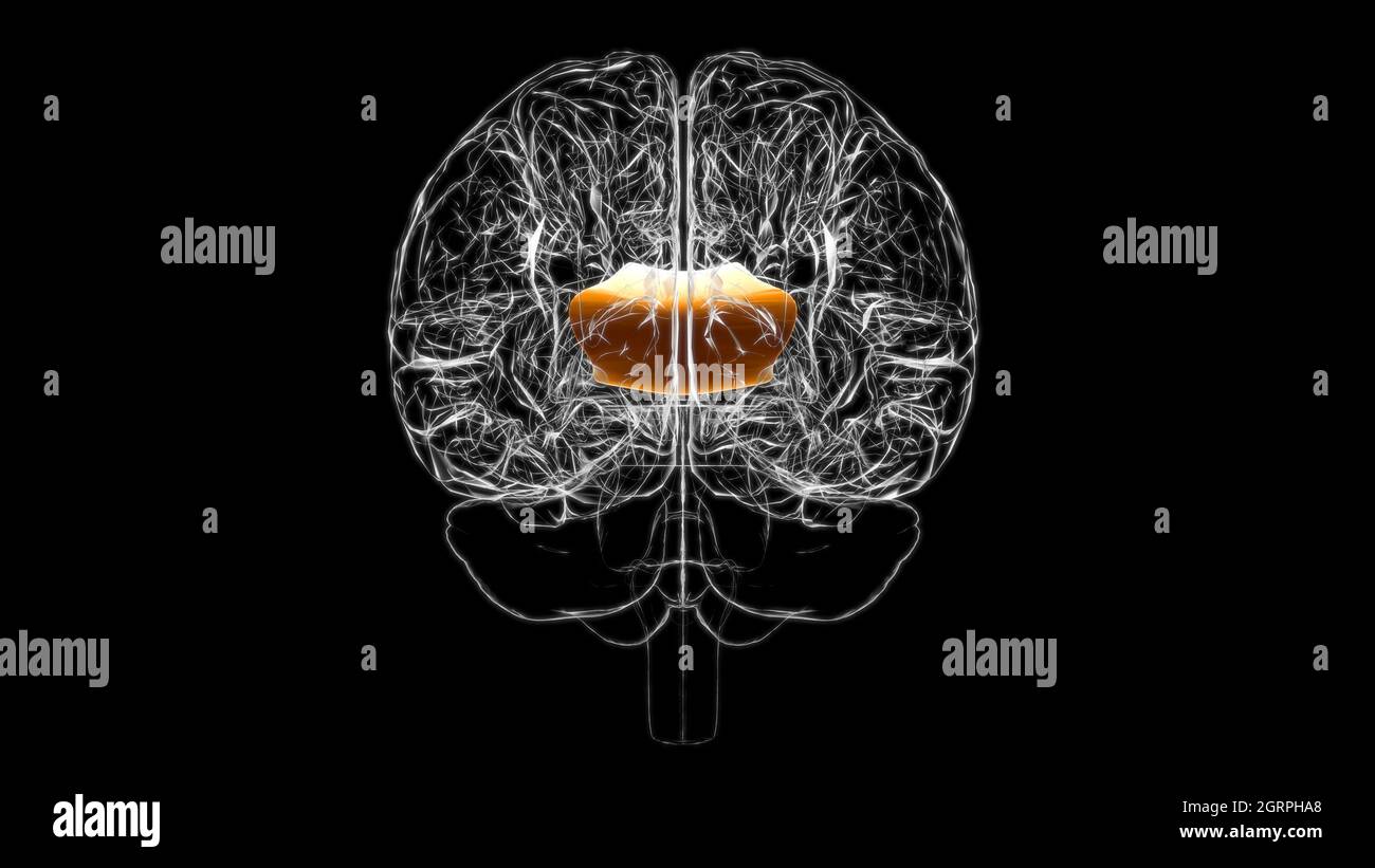 Brain Corpus callosum Anatomy For Medical Concept 3D Illustration Stock ...