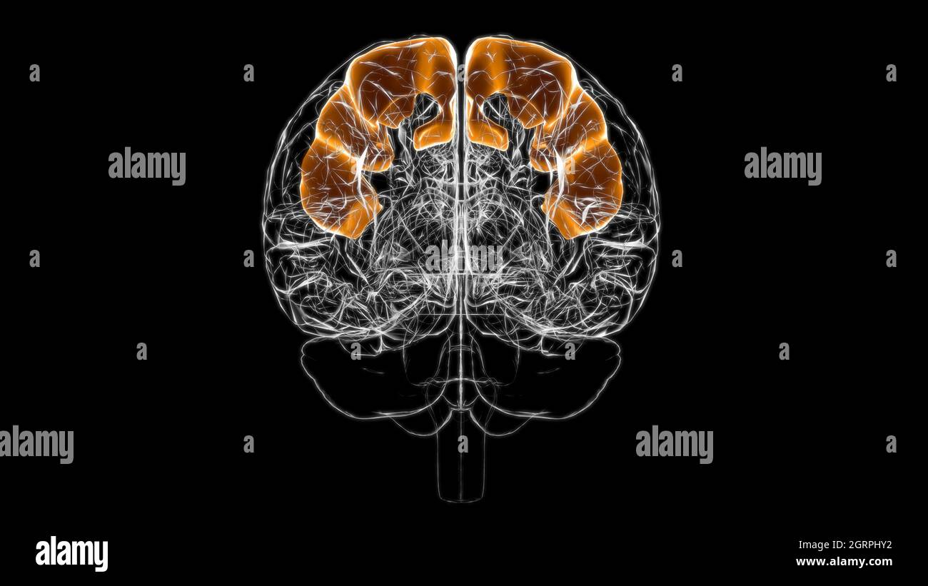 Brain precentral gyrus Anatomy For Medical Concept 3D Illustration ...