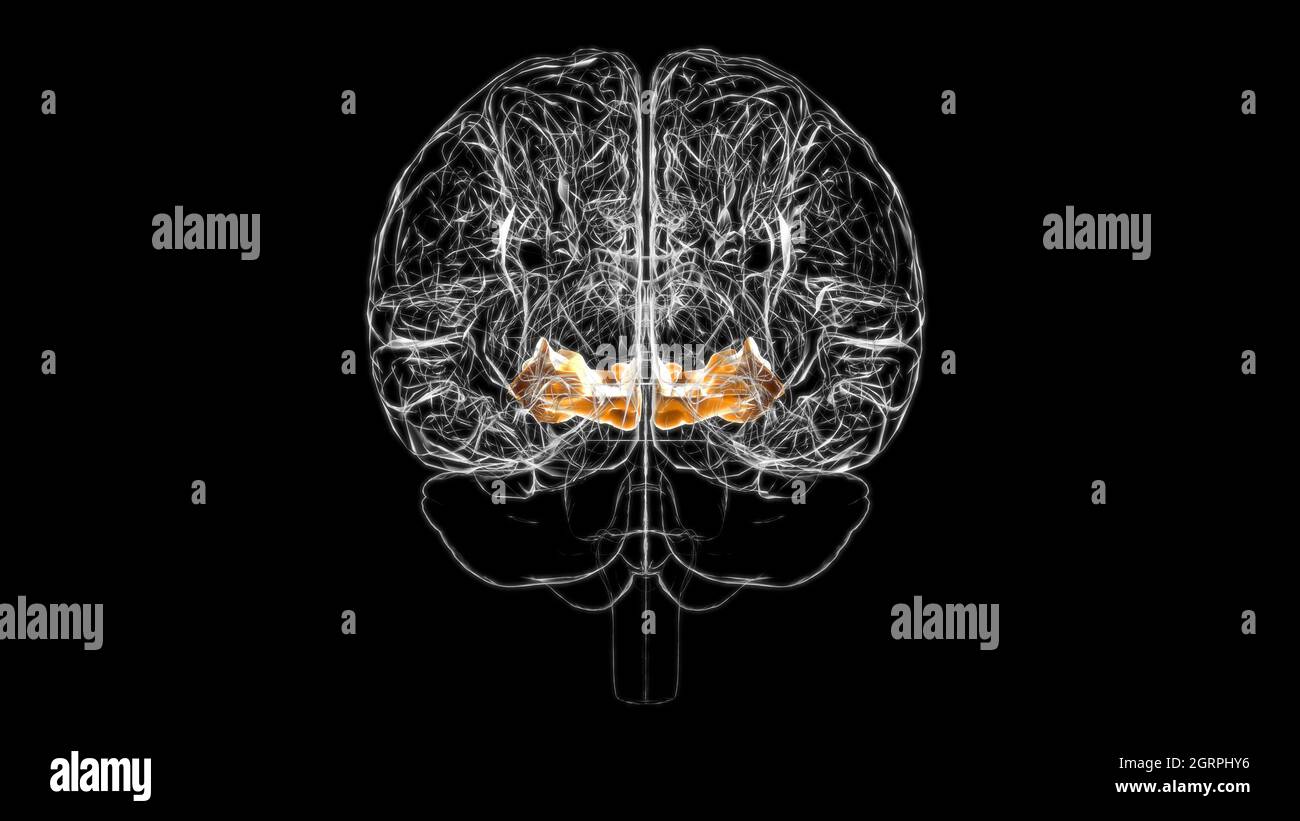 Brain Orbital gyrus Anatomy For Medical Concept 3D Illustration Stock ...