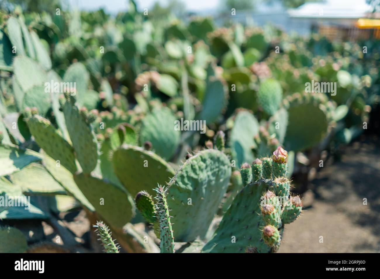 Bright sunlight on Mexican nopal plantation with blurry background ...