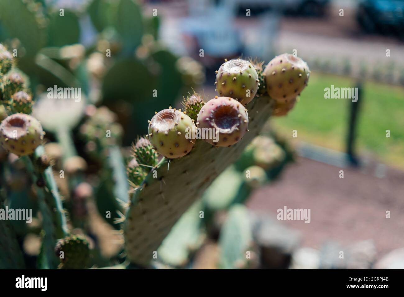 Bright sunlight on Mexican nopal plant with blurry background Stock ...