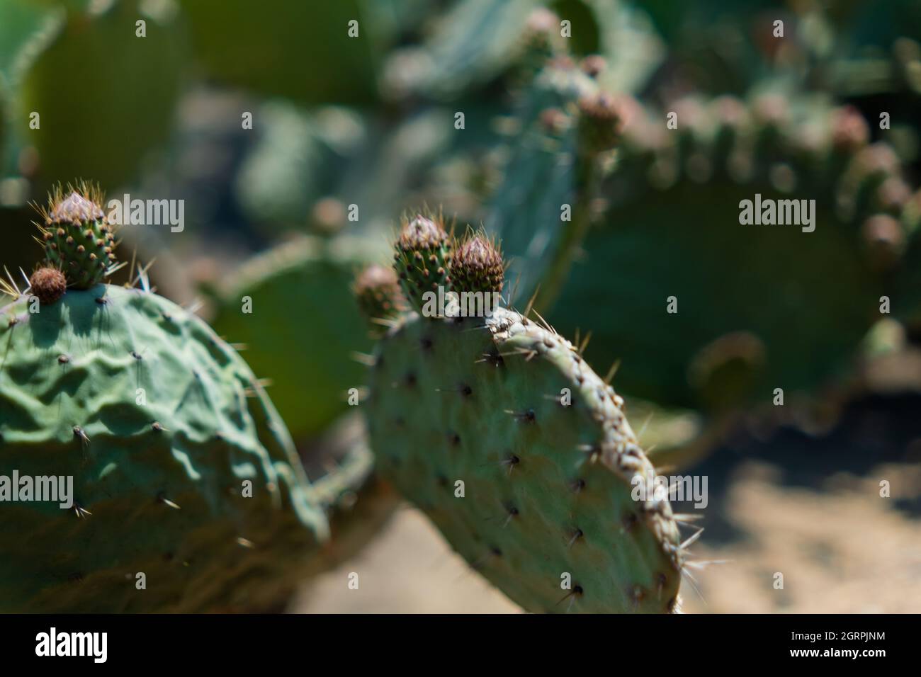 Bright sunlight on Mexican nopal plant with blurry background Stock ...