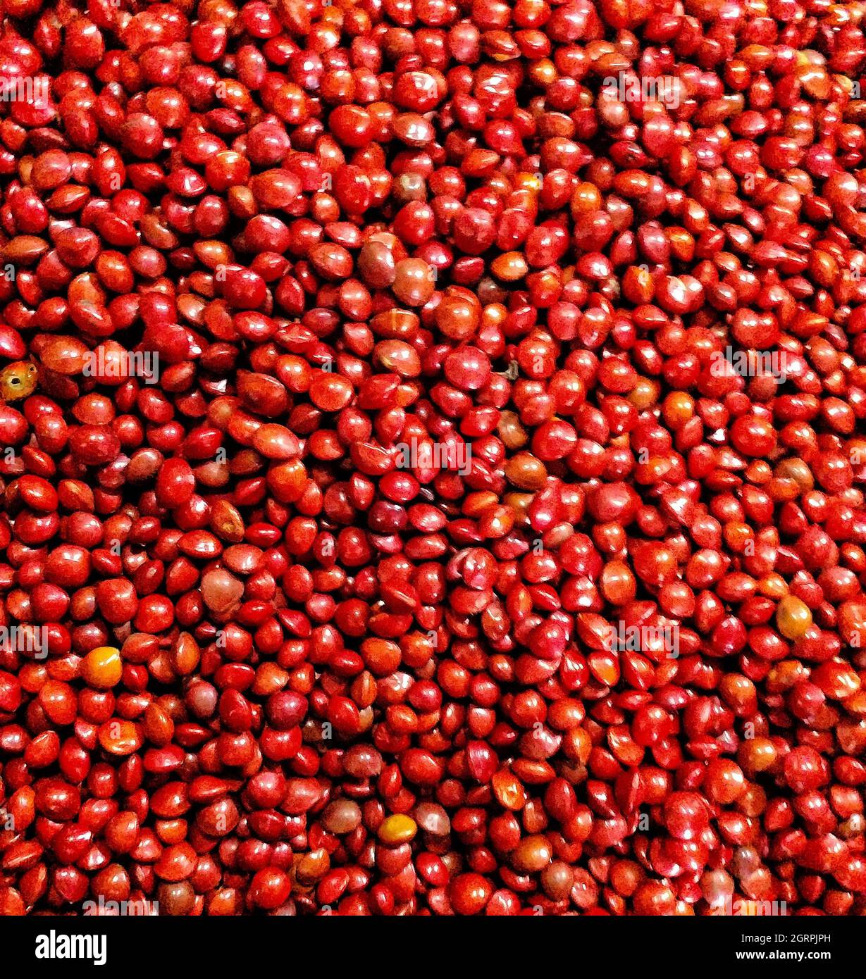 Red Lucky Seed High Resolution Stock Photography and Images - Alamy