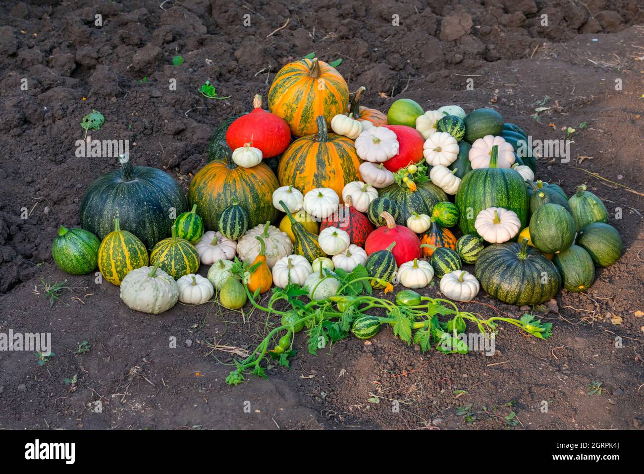 A bunch of different multi-colored pumpkins. Many pumpkins of different ...