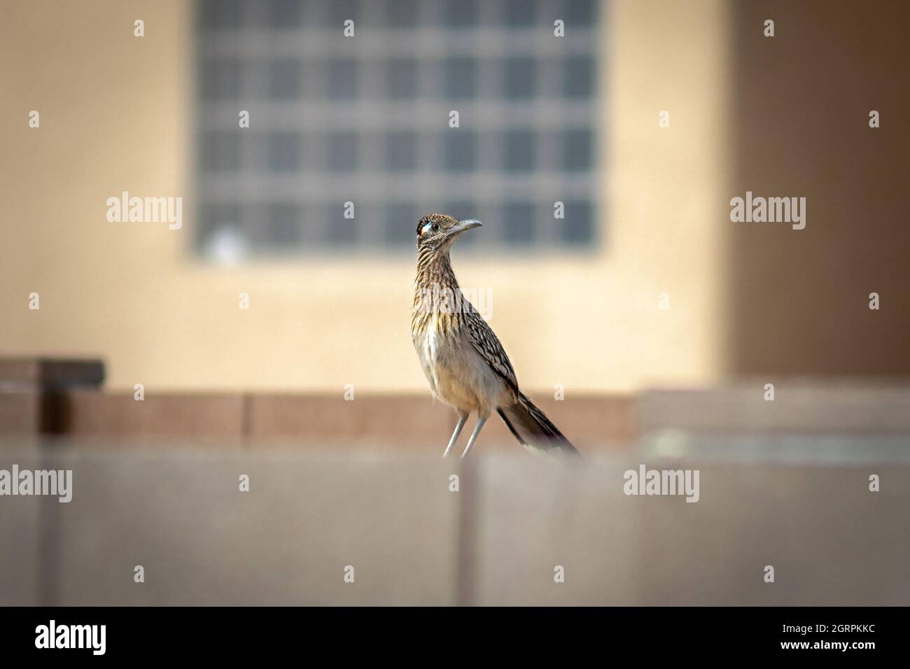 Roadrunner flying hi-res stock photography and images - Alamy