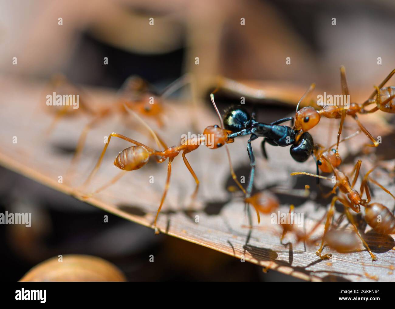 Ants war hi-res stock photography and images - Alamy