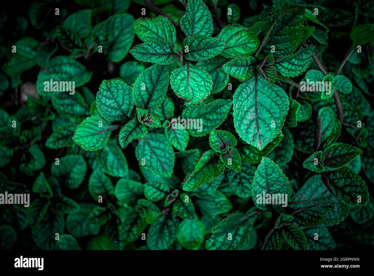 Green leaves texture top view background. Tropical dark green leaf tone ...