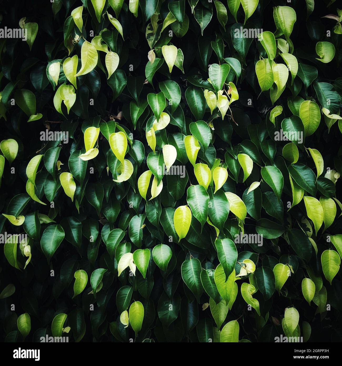 Full foilage hi-res stock photography and images - Alamy