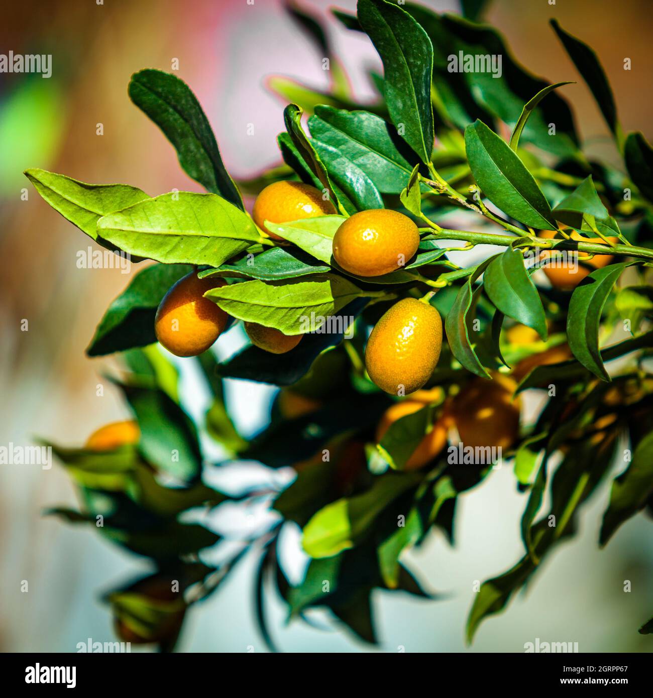 Dwarf tangerine tree hi-res stock photography and images - Alamy