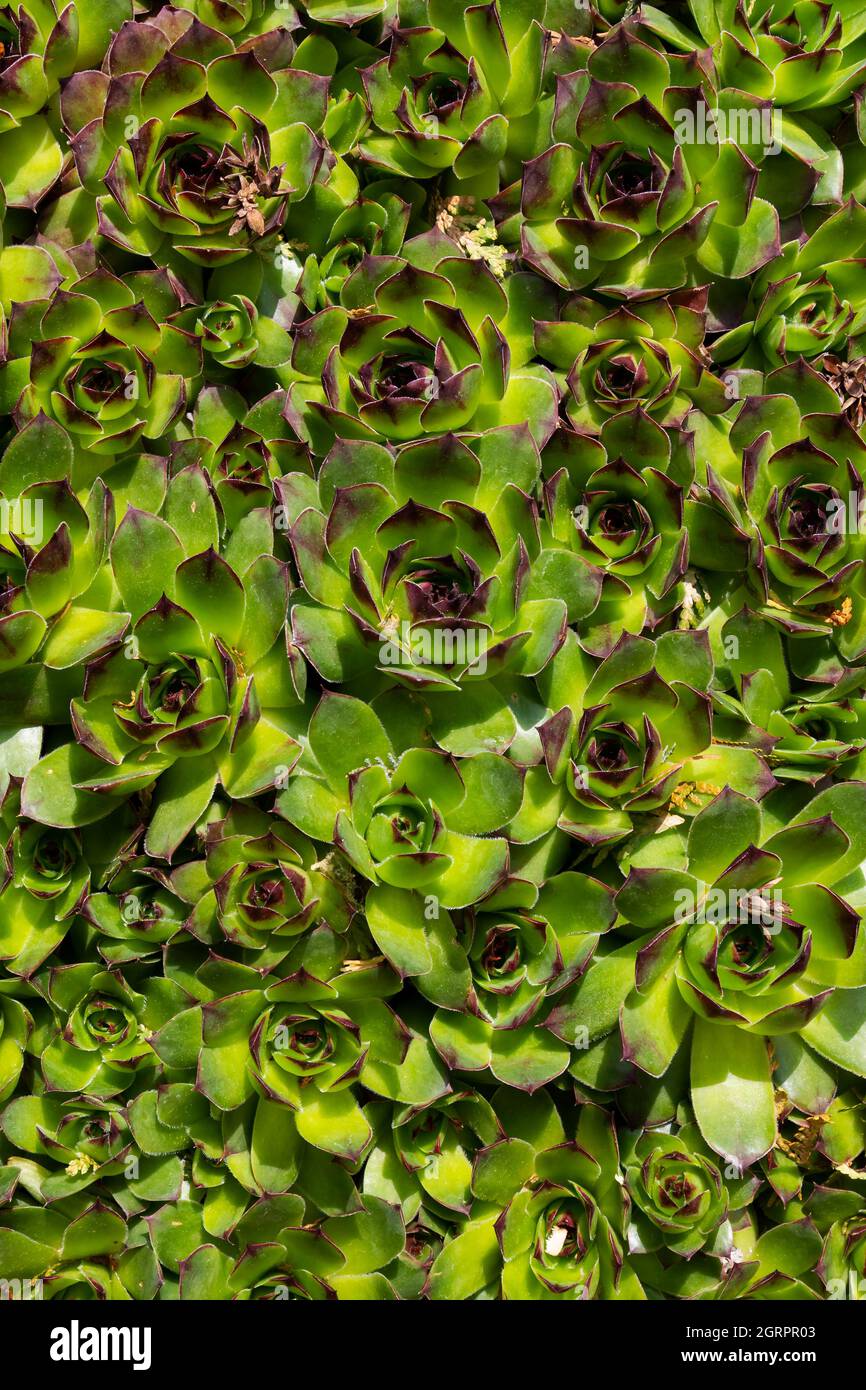 Green leaf surface texture. Abstract plant backdrop. Natural effect ...