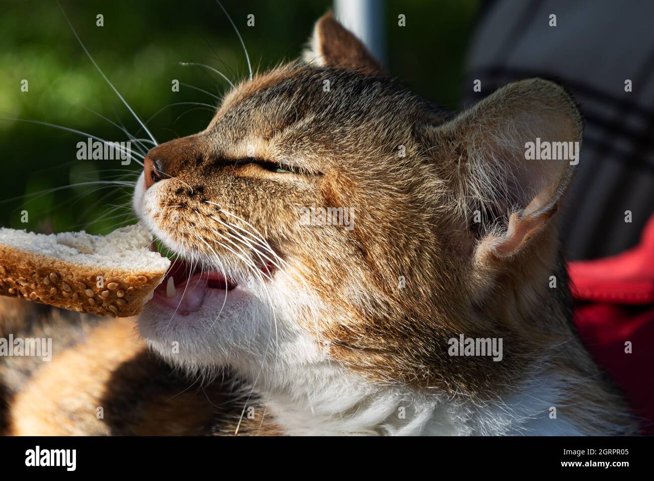Domestic cat laying and standing. A pet in nature. Mammal animal in ...