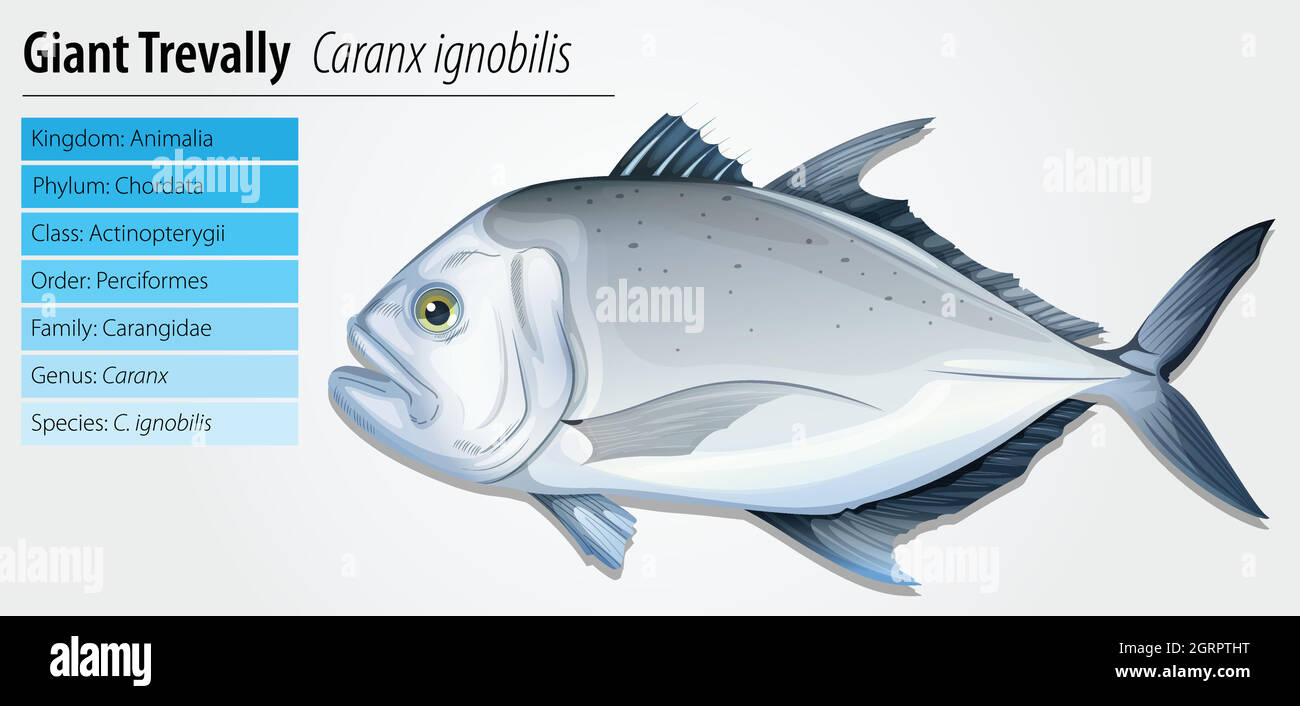 Giant trevally fish hi-res stock photography and images - Alamy