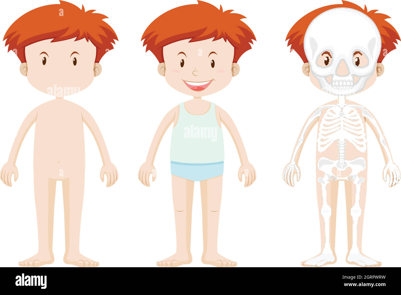 Little boy and skeleton structor Stock Vector Image & Art - Alamy
