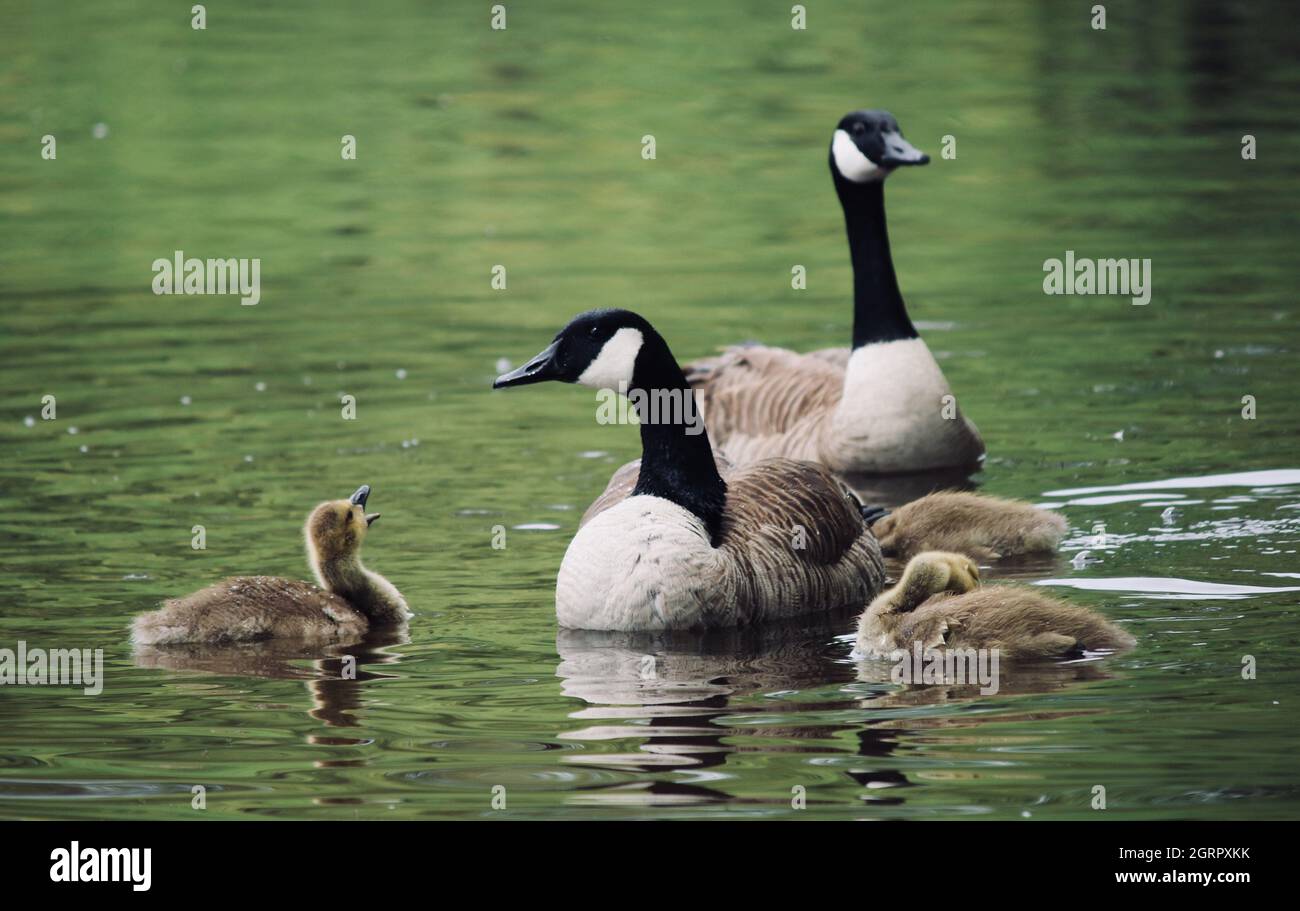 Arguing canada goose hi-res stock photography and images - Alamy