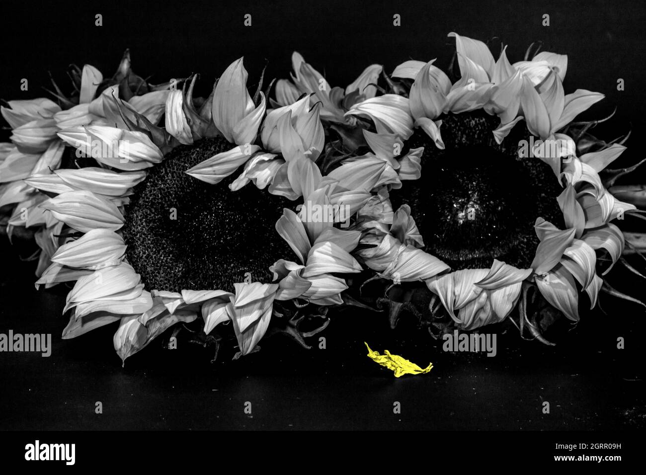 Grayscale of sunflowers on a black and white background Stock Photo - Alamy