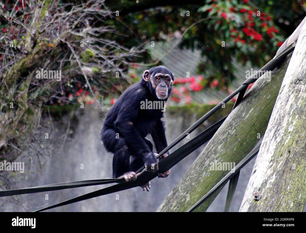 Monkey On Rope Stock Photo - Alamy