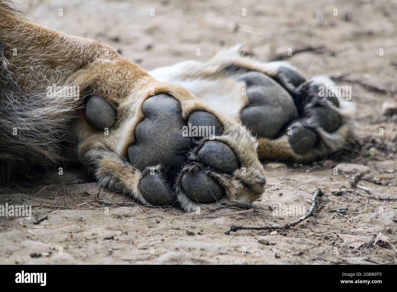 Lion leg and paw hi-res stock photography and images - Alamy