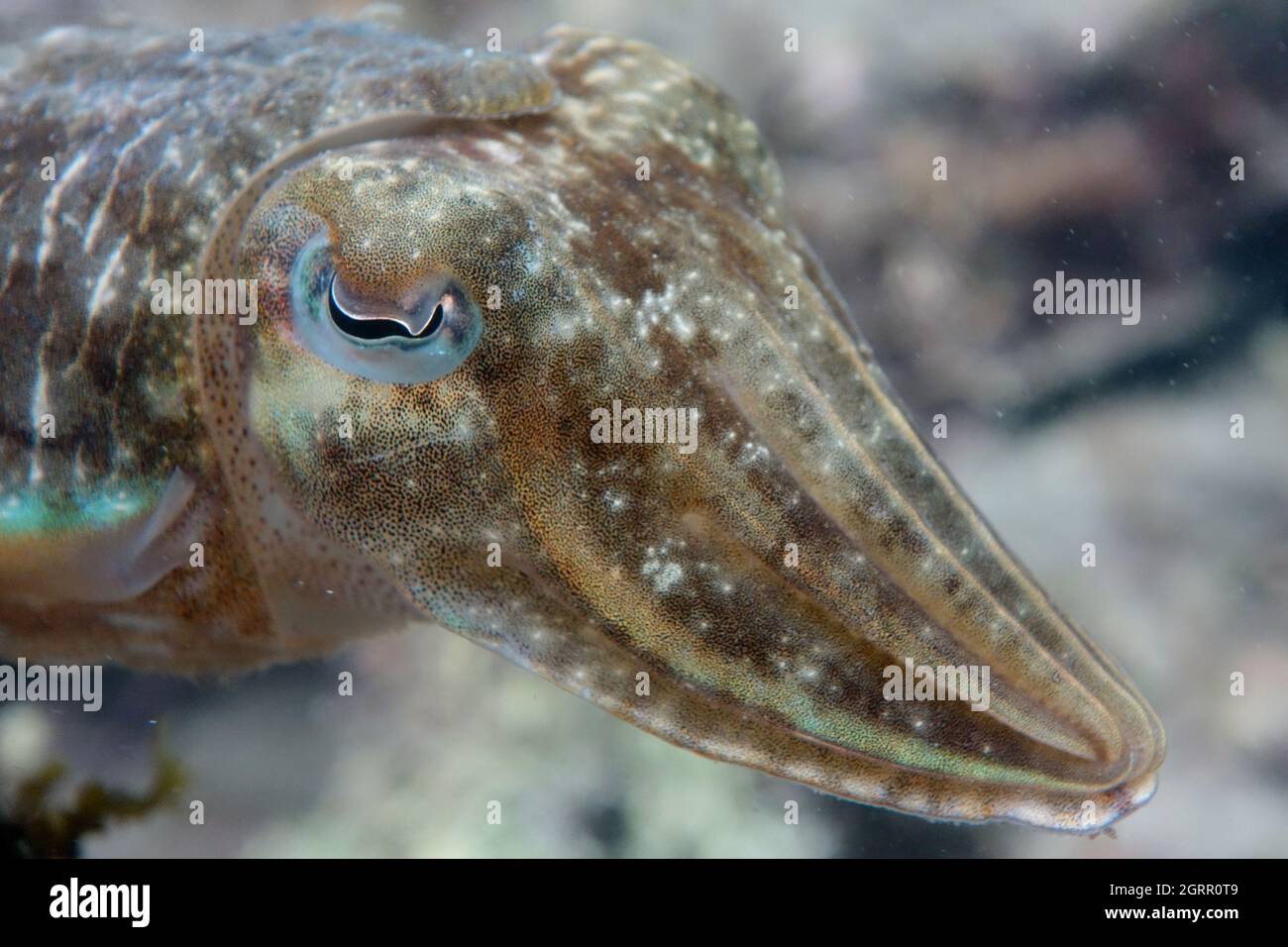 Sydney octopus hi-res stock photography and images - Alamy