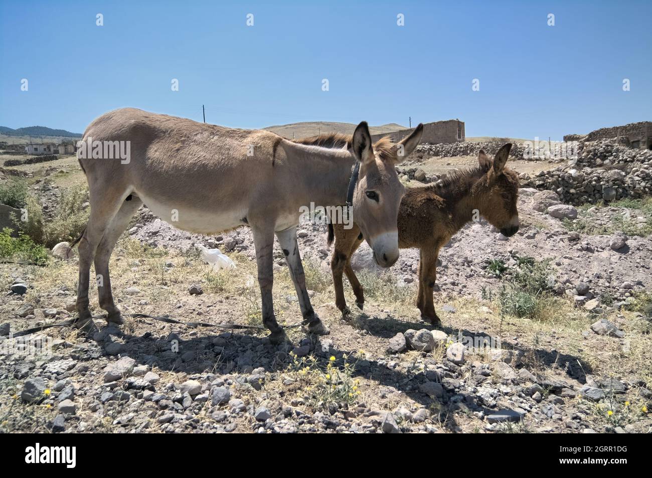 farm animal in Turkey donkey and foal in a rural area of central ...