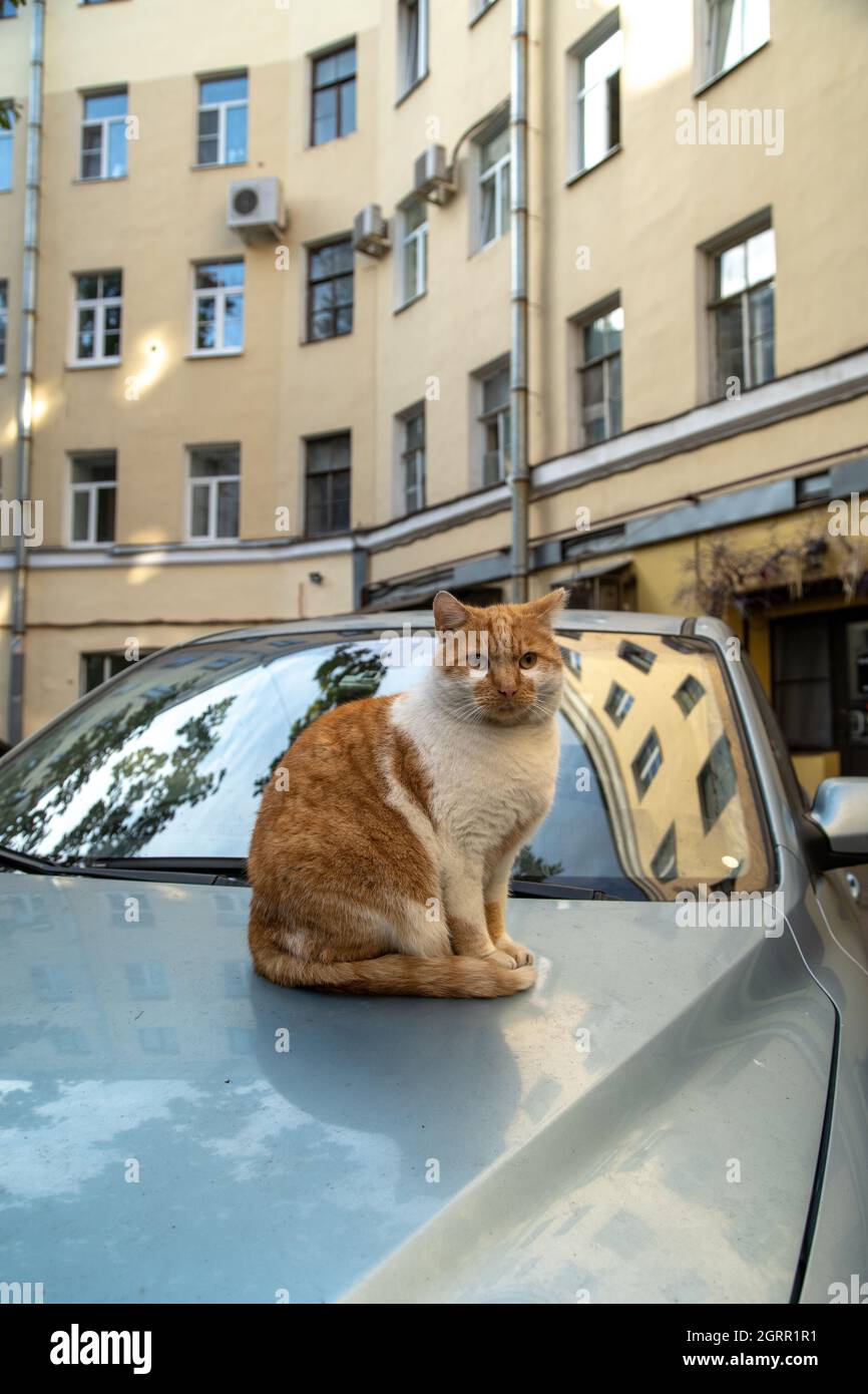 Ginger cat sitting on the hood of a car Stock Photo - Alamy