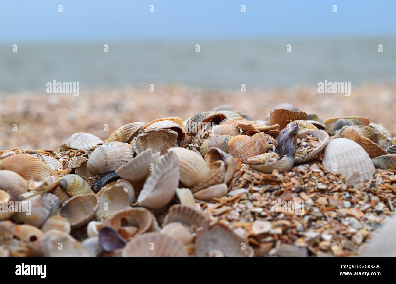 Close-up Of Shells On Beach Stock Photo - Alamy
