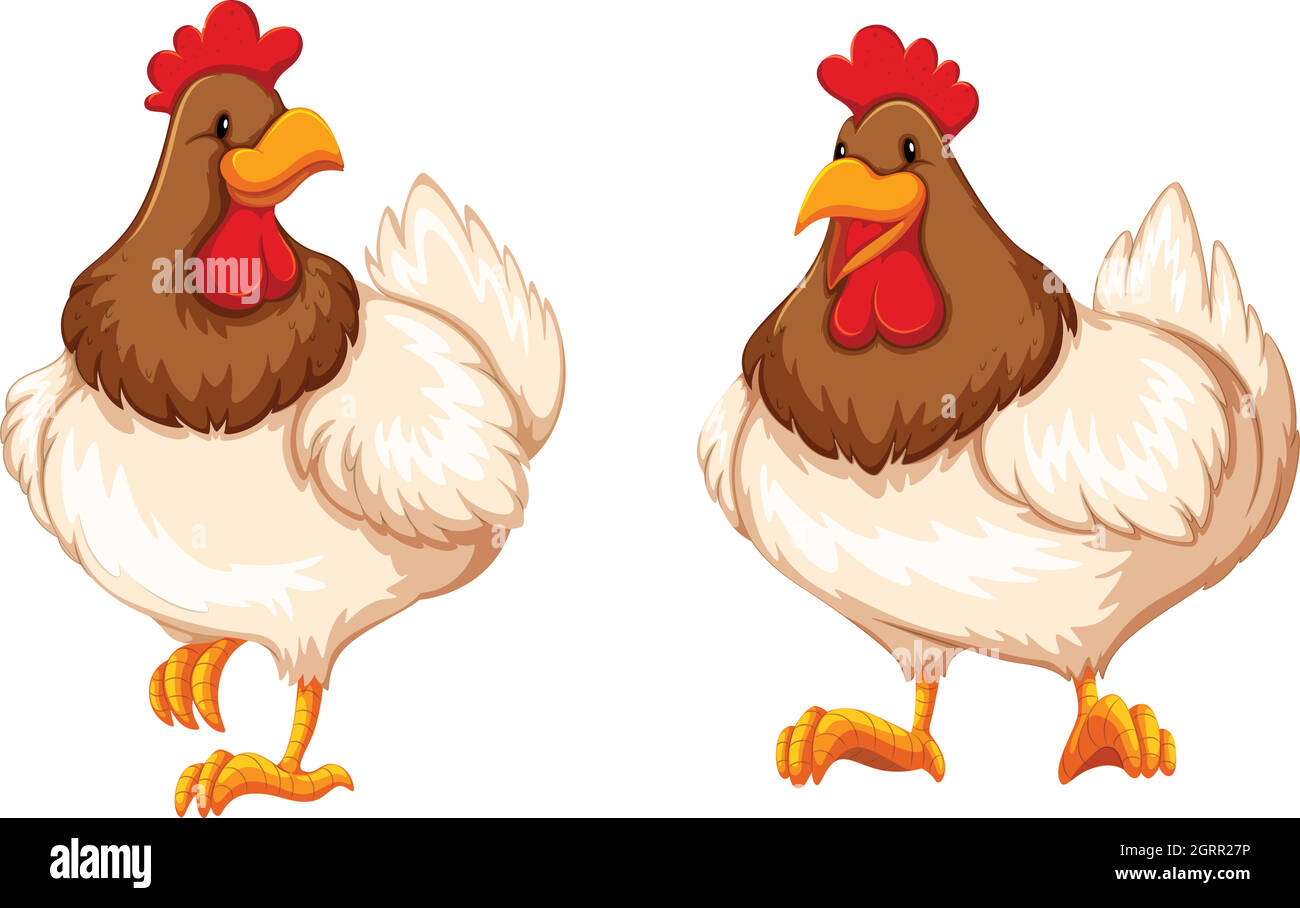 Flying chicken isolated Stock Vector Images - Alamy