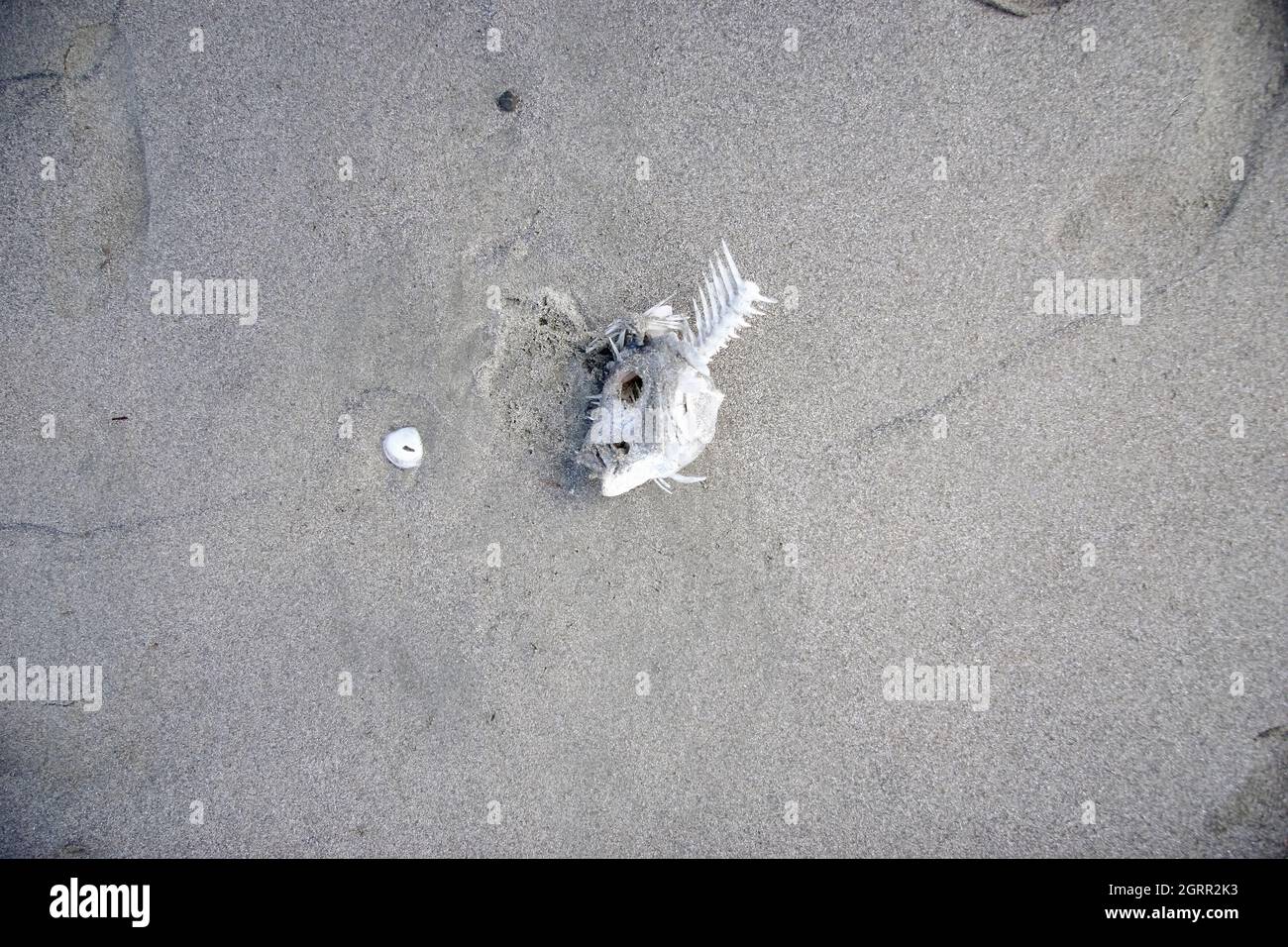 Fish Head And Body Bones High Resolution Stock Photography and Images ...
