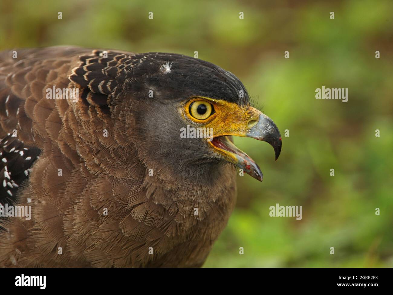 Crested serpent-eagle (Spilornis cheela spilogaster) close up of ...