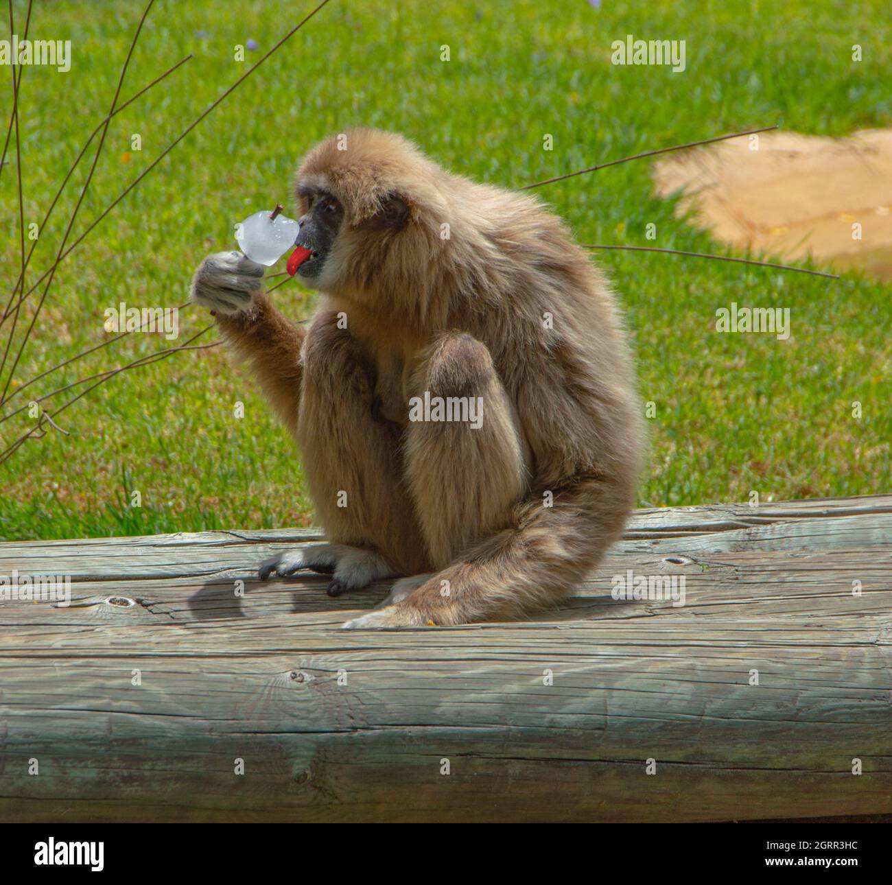 Monkey With Ice Cream High Resolution Stock Photography and Images - Alamy