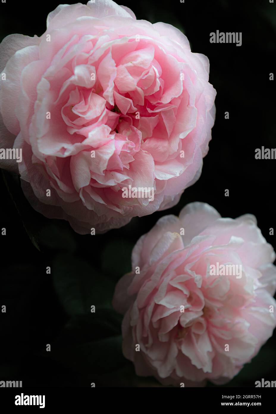 Beautiful pink David Austin summer roses Stock Photo - Alamy