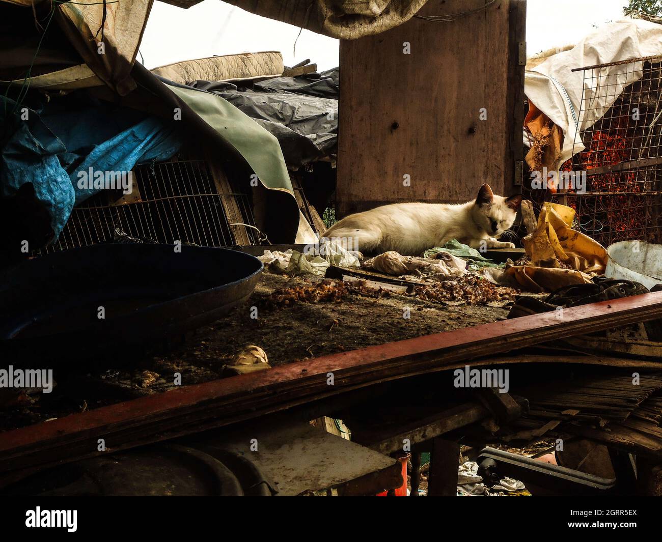 Animal dump hi-res stock photography and images - Alamy