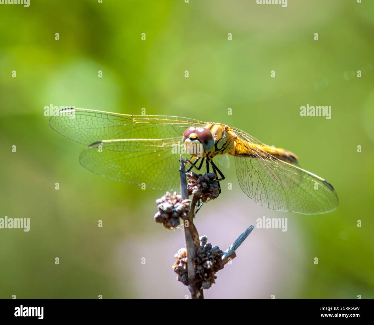 Dragonfly head closeup hi-res stock photography and images - Alamy