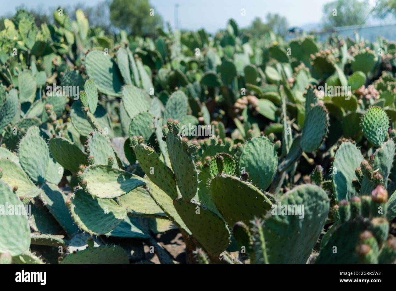 Bright sunlight on Mexican nopal plantation with blurry background ...