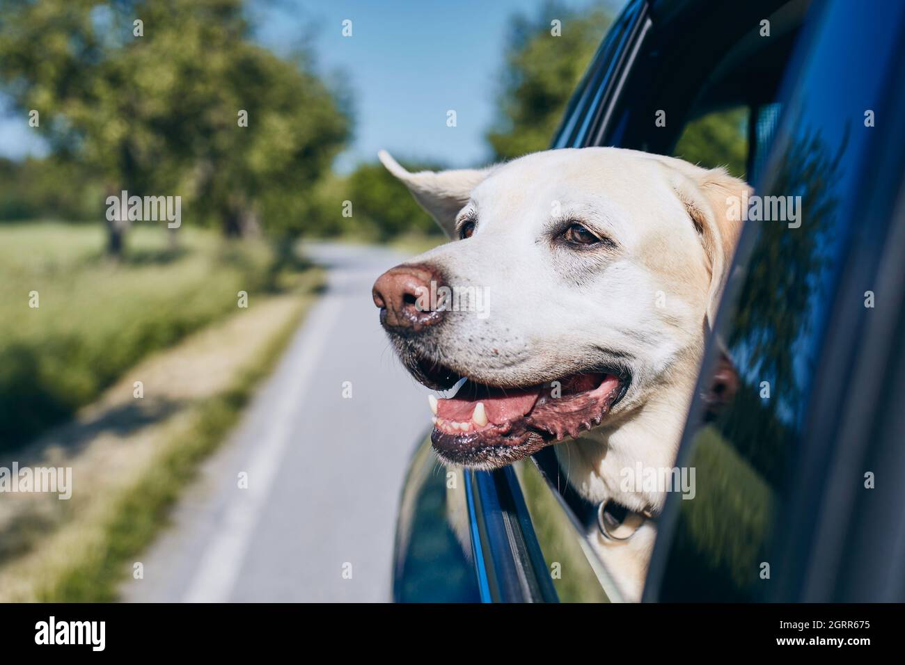 Dog peeking out of the car hi-res stock photography and images - Alamy