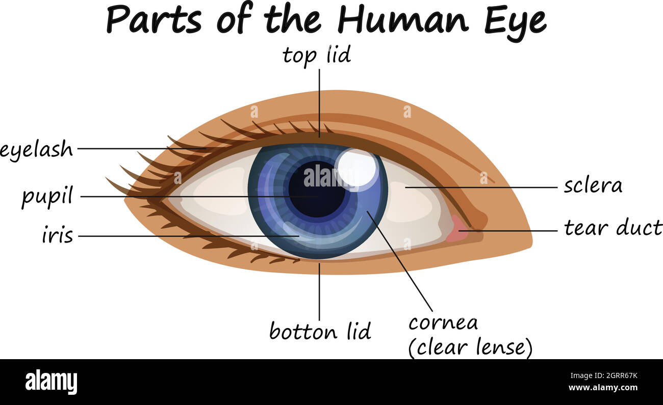 Eye Anatomy Lacrimal Gland Function And Dry Eye 52 OFF Eye Anatomy Lacrimal Gland Function And Dry Eye 52 OFF