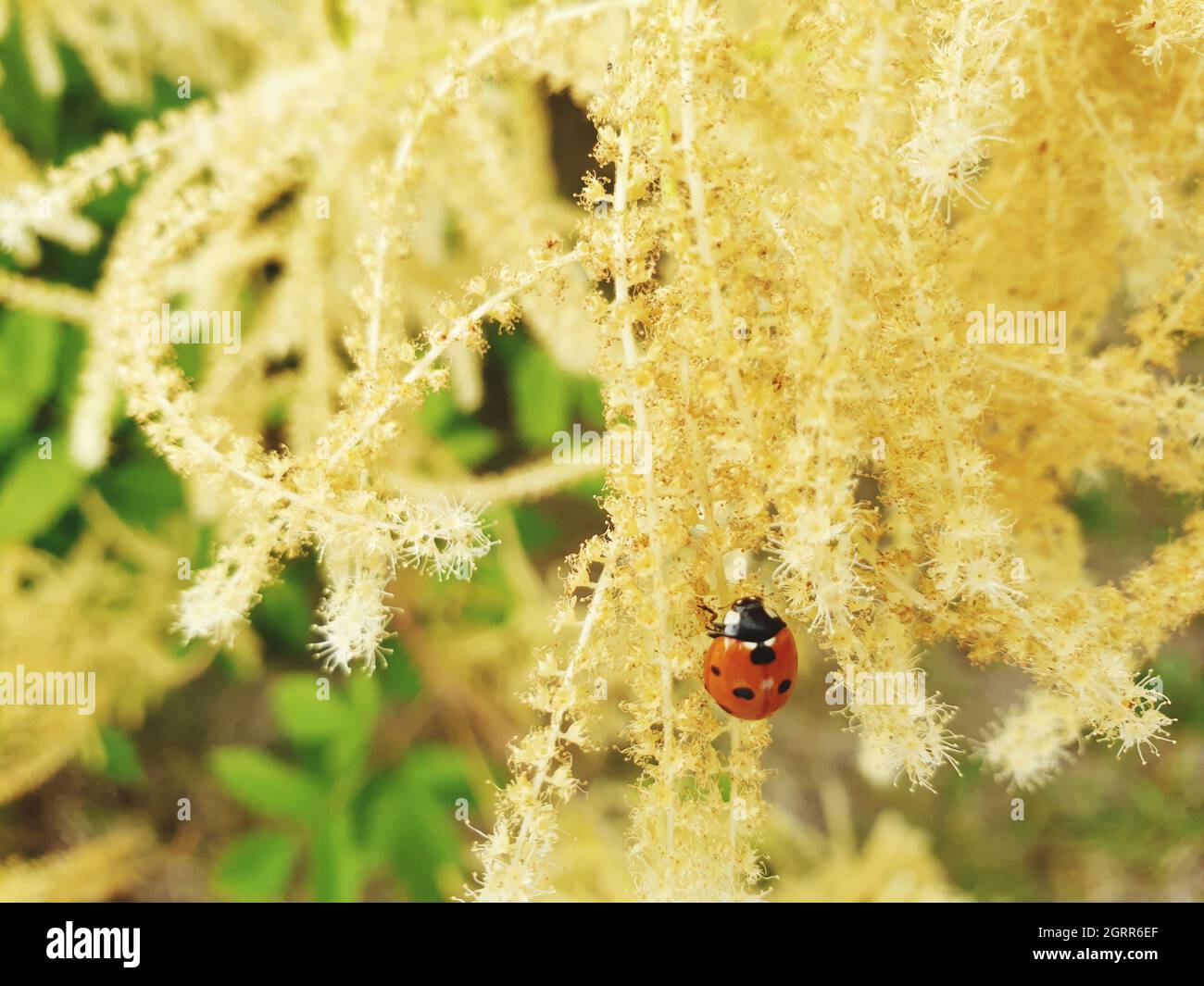 Hibiscus flower beetle hi-res stock photography and images - Alamy