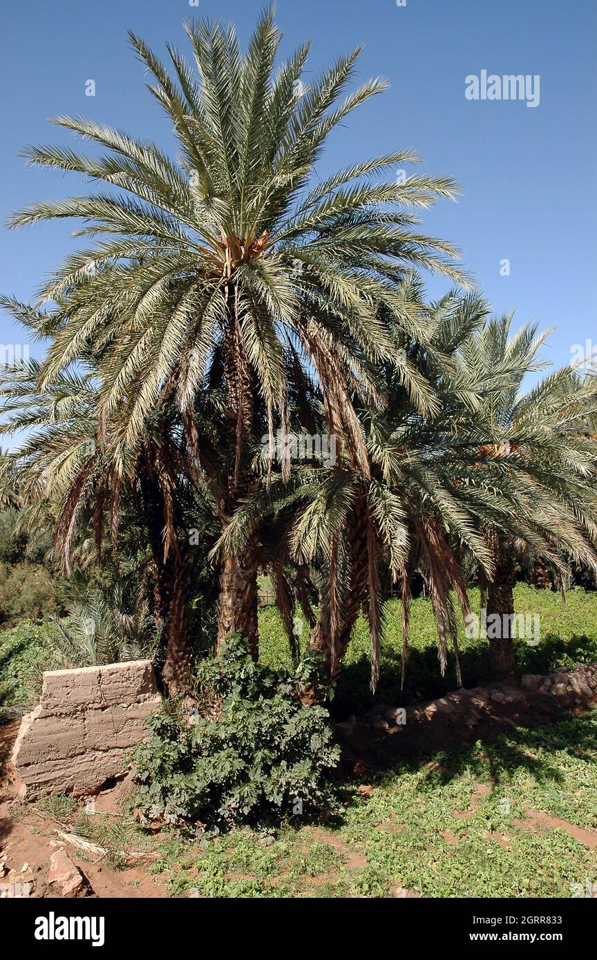 Old kasbah rissani morocco hi-res stock photography and images - Alamy