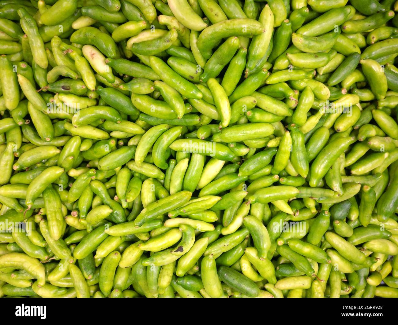 Tindora High Resolution Stock Photography and Images - Alamy