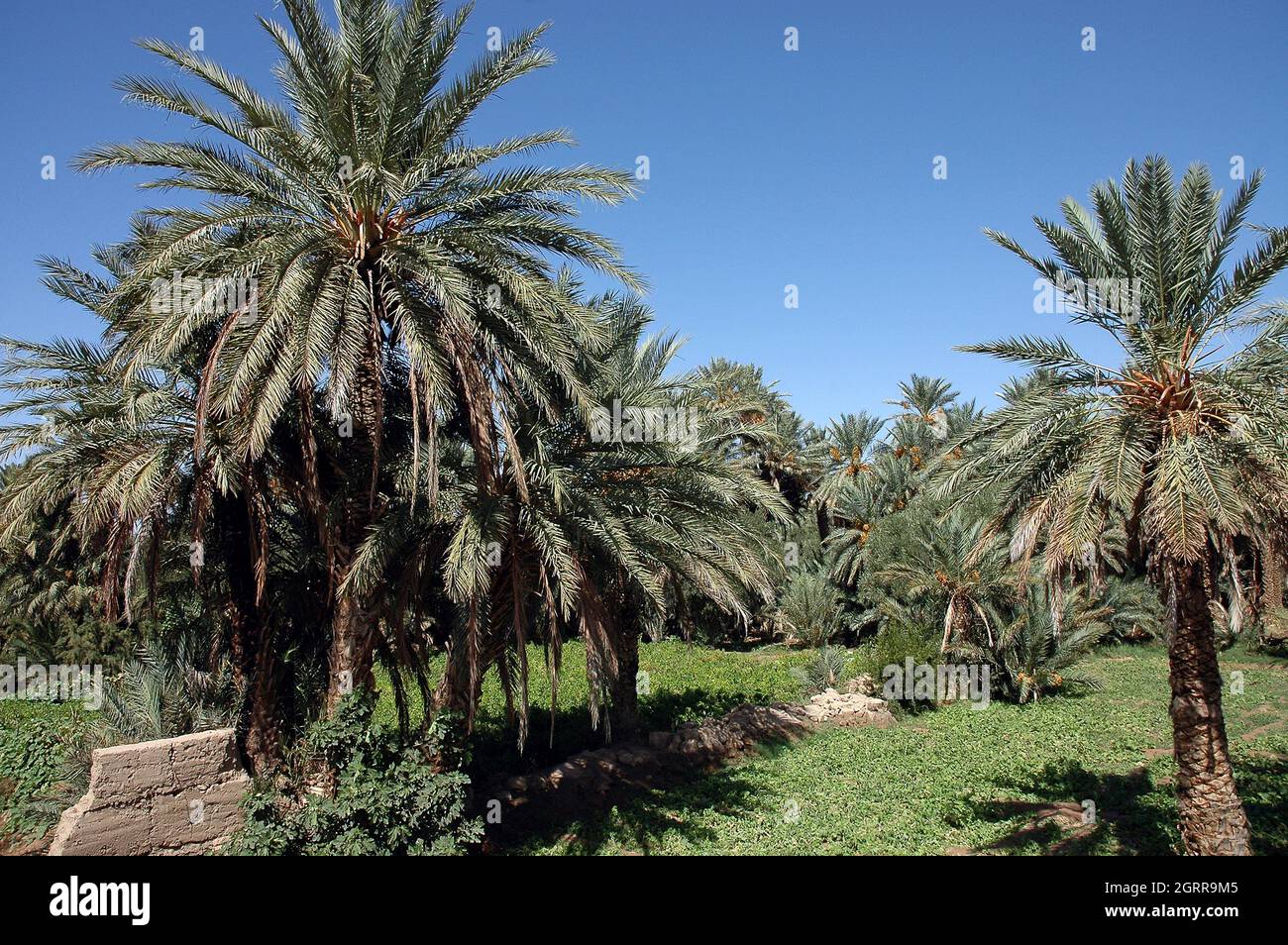 Palm grove of tafilalet in morocco Stock Photo - Alamy