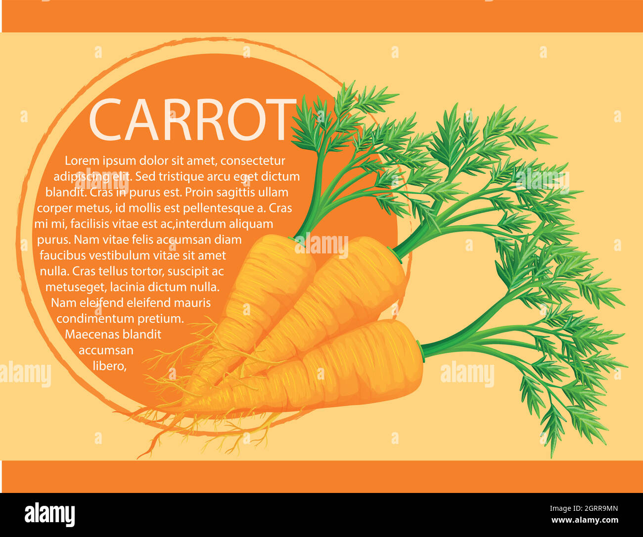 Infographic design with fresh carrots Stock Vector Image & Art - Alamy