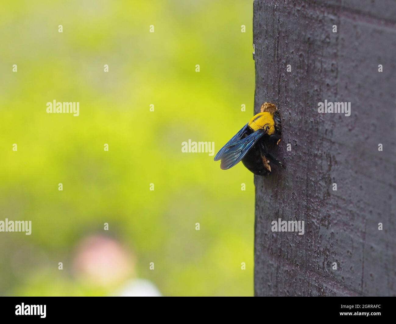 Carpenter bee hole hi-res stock photography and images - Alamy