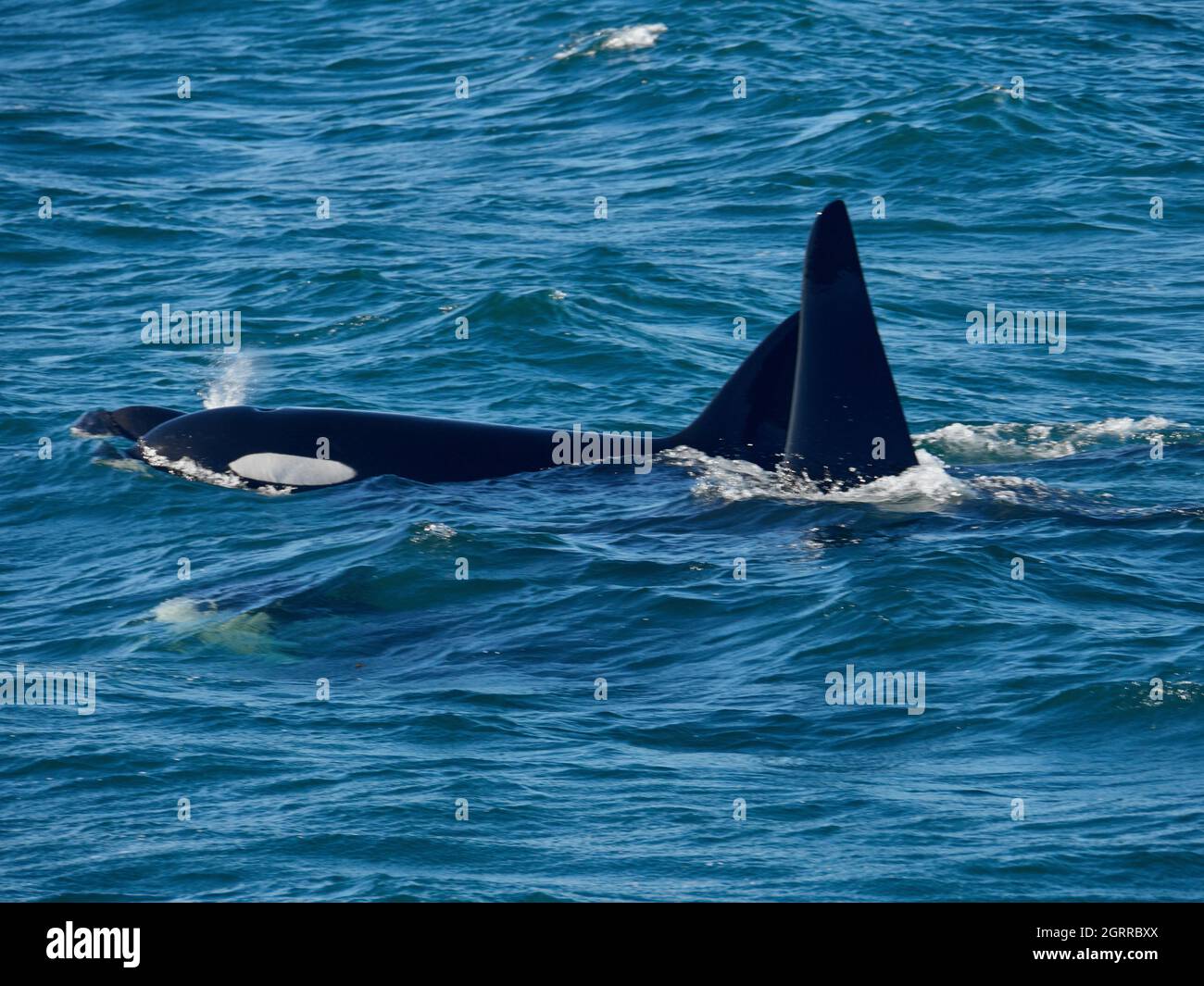 View Of Orcas Swimming In Sea Stock Photo - Alamy