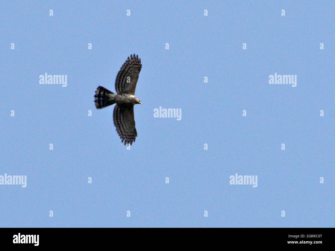 Crested Goshawk (Accipiter trivirgatus indicus) juvenile in flight ...