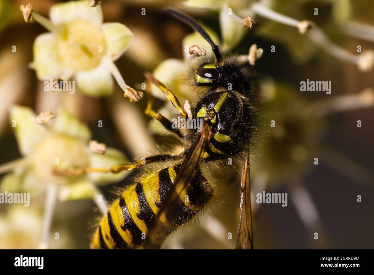 New zealand wasp hi-res stock photography and images - Alamy