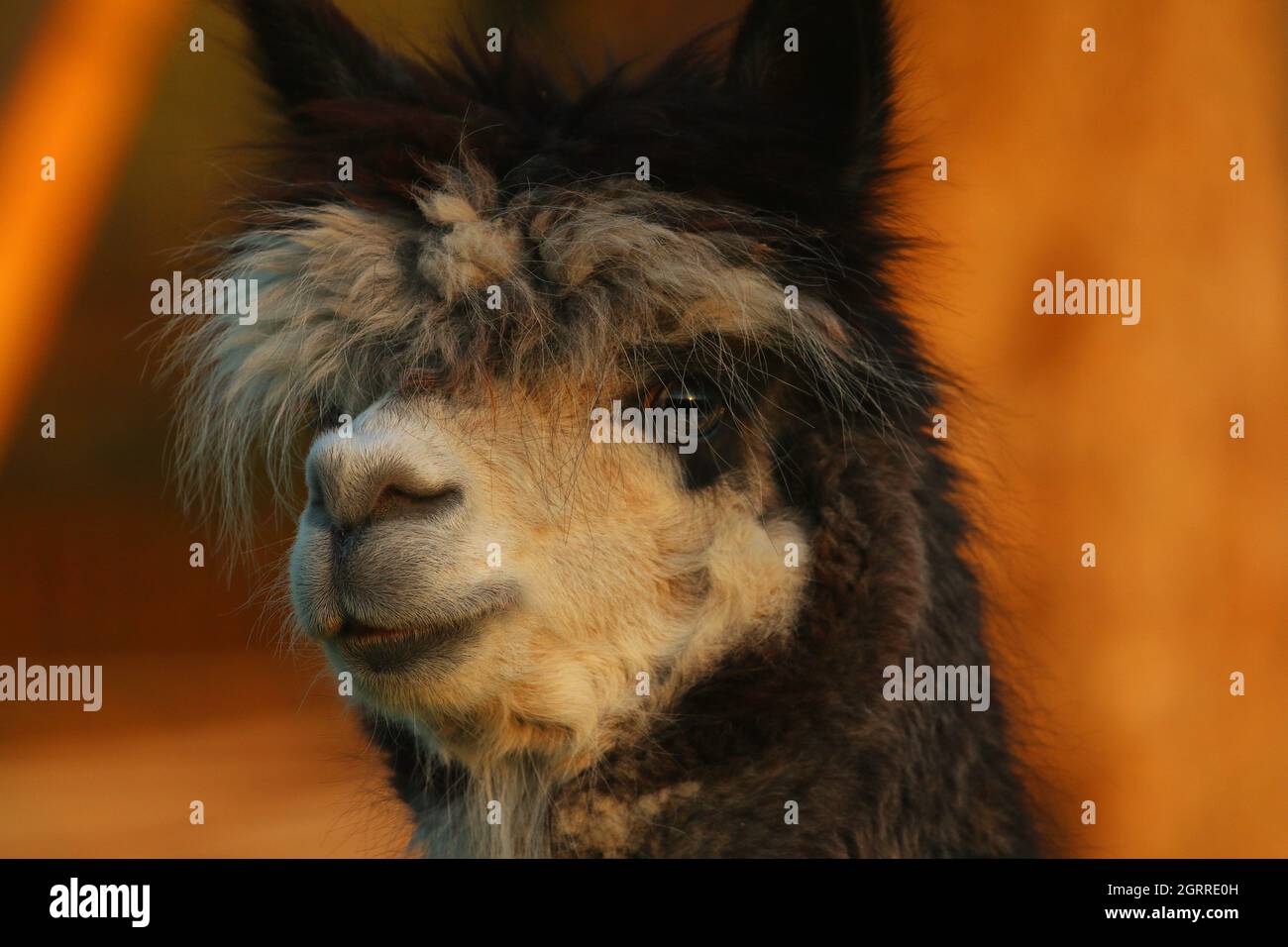 Mouth Nose Lama High Resolution Stock Photography and Images - Alamy