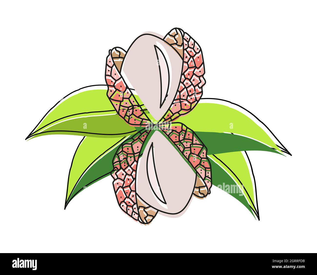 Vector illustration of lychee with leaves in doodle style. Drawing with ...